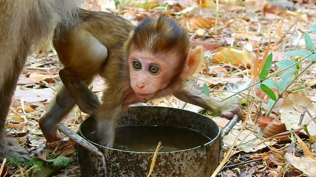 Lovely..! because of hot and dry seller bring water share to monkey in ...