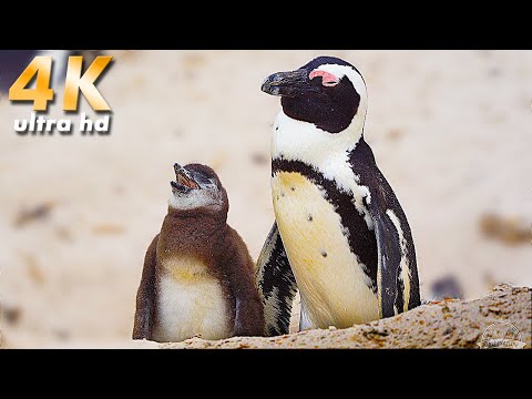 African Penguin, Delightful little creatures! South Africa Cape Town, Boulders Beach
