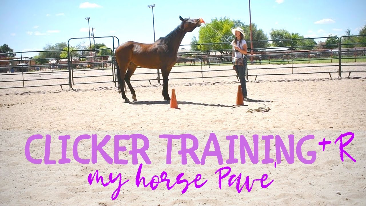How to start clicker training your horse: the first step! - YouTube