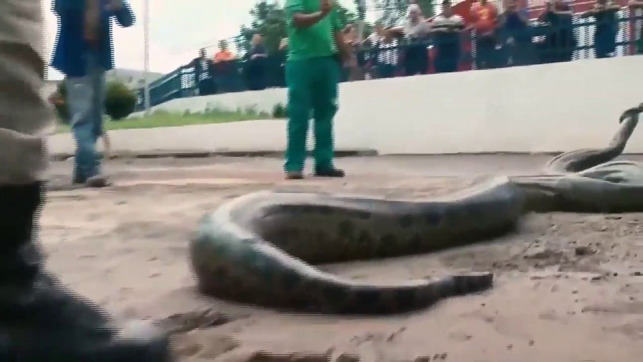 Python Up From The Toilet? - Top 6 Giant Python Rescue - YouTube