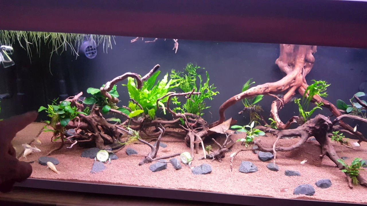 Community Tank 12-02-17 - Cherry barbs added - YouTube