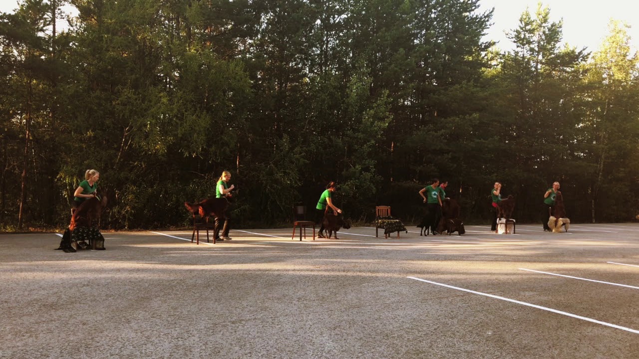 Dancing Irish Setters - YouTube