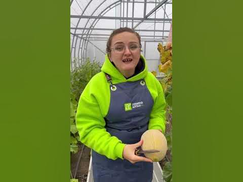 Дыня Медовый месяц #сад #дача #огород #семенаалтая - YouTube