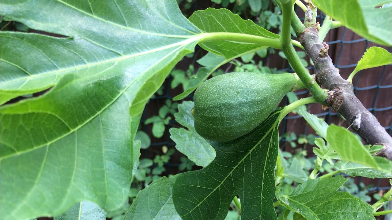 Fig update UK on breba fruit - YouTube