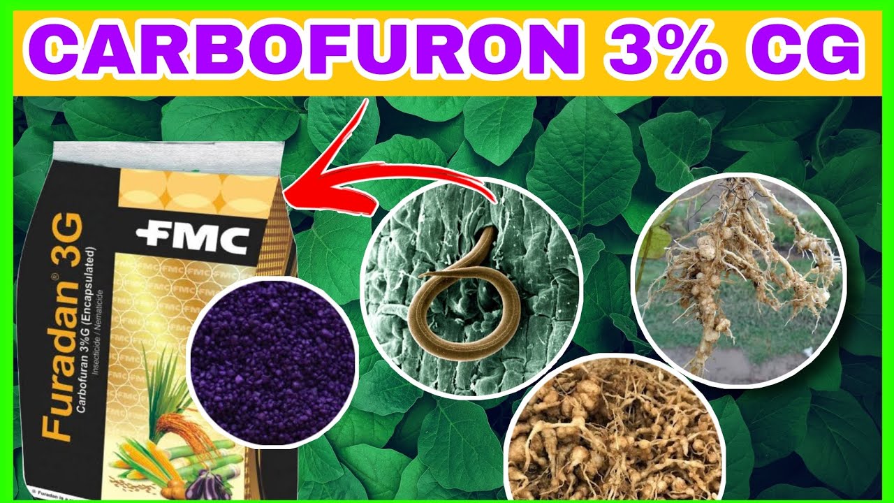 FMC Furadan3G Carbofuron 3 CG Crystal Furadan3G NACL Fury3G FMC Furadan3G Carbofuron 3 CG Crystal Furadan3G NACL Fury3G
