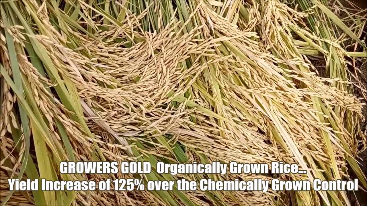 Rice Growers get EXTRA 65,500 pesos using GROWERS GOLD - YouTube