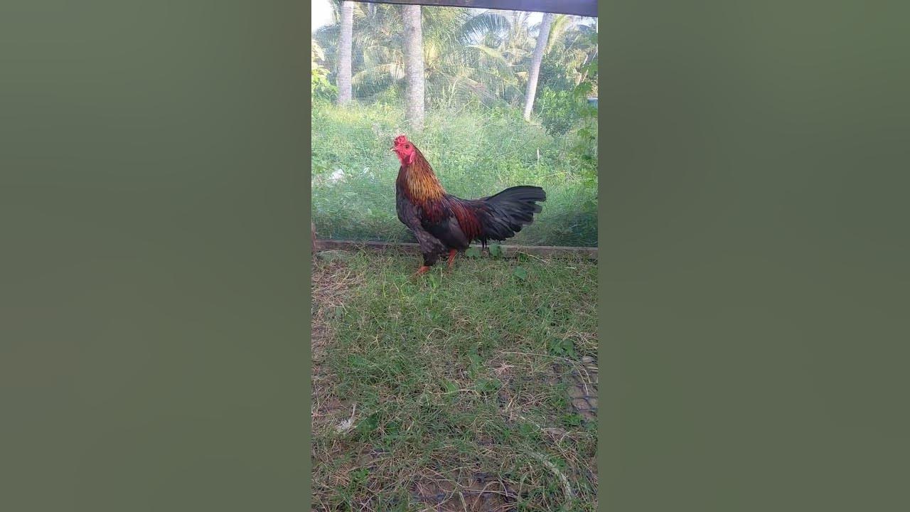 xám 3kg3 màu ngặt - YouTube