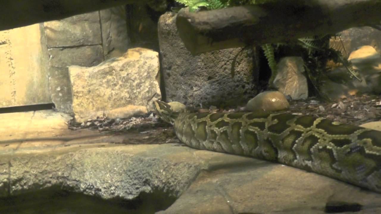 Tigerpython auf Nahrungssuche - YouTube