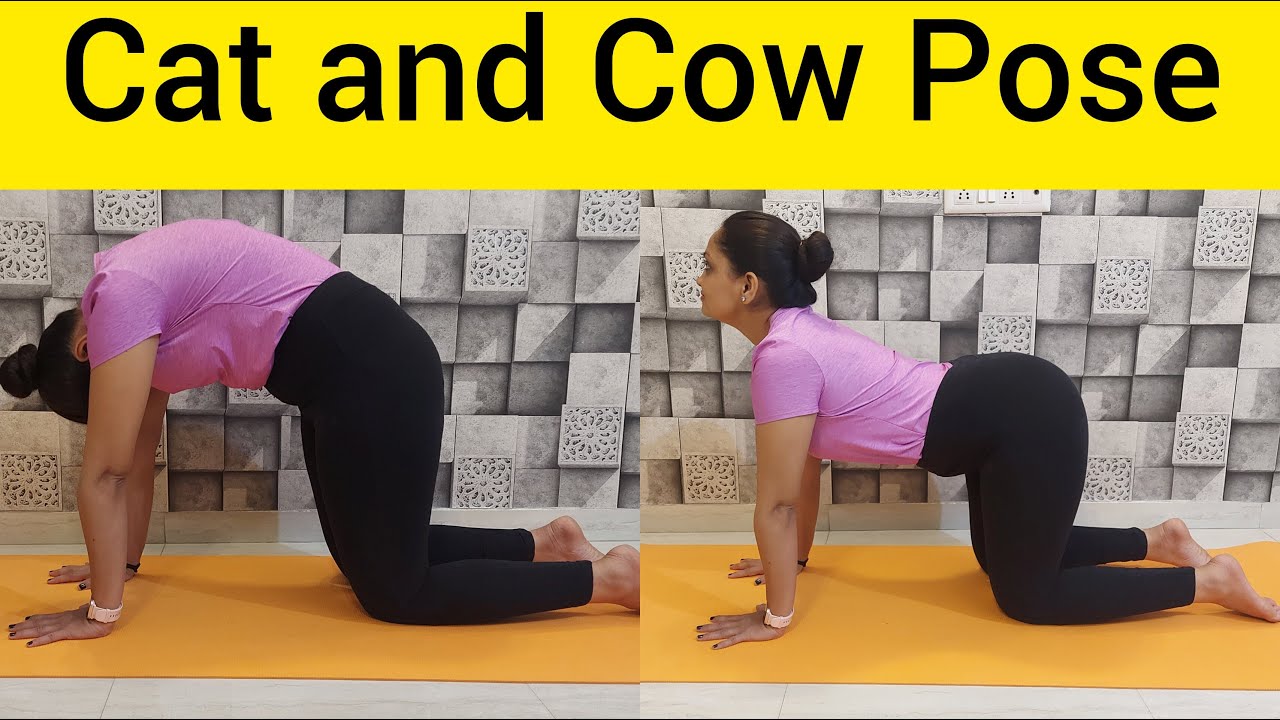 Marjariasana / Bitilasana / Cat and Cow Pose / मार्जरी आसन / बितिलासन ...