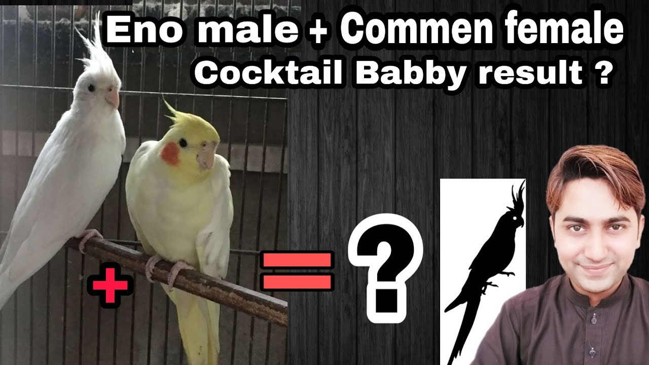 Eno cocktail male and common White Cocktail female Result of Babby ...