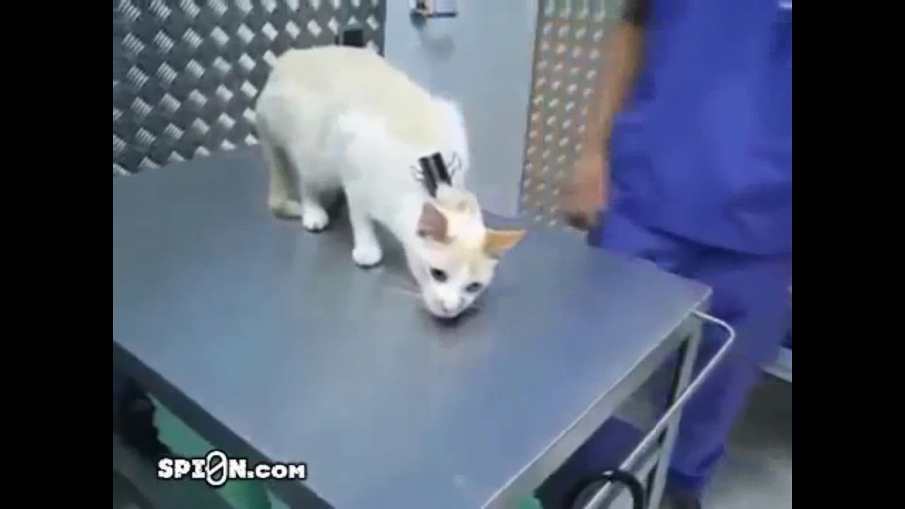 How to deactivate a cat ft. Windows XP - YouTube