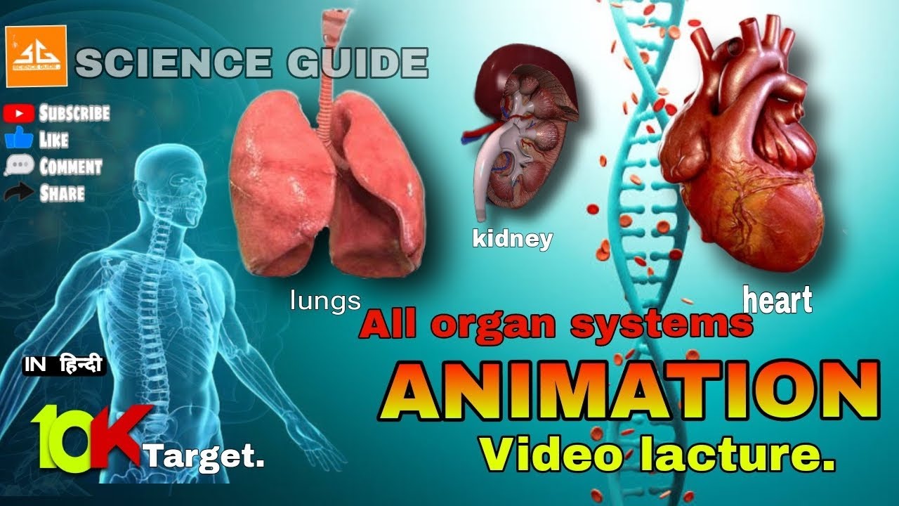 🫀🫁Organ Systems ANIMATION 🫁🫀video lacture (SCIENCE GUIDE ) # ...