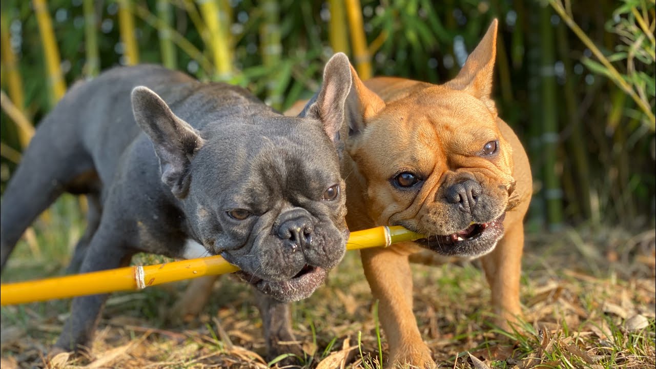 Dogs Chewing Stick Together - YouTube