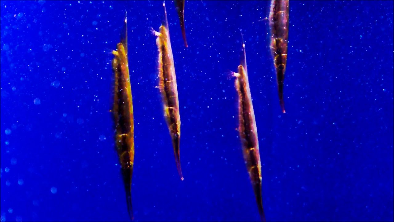 Aeoliscus strigatus (Razorfish) ᴴᴰ - YouTube