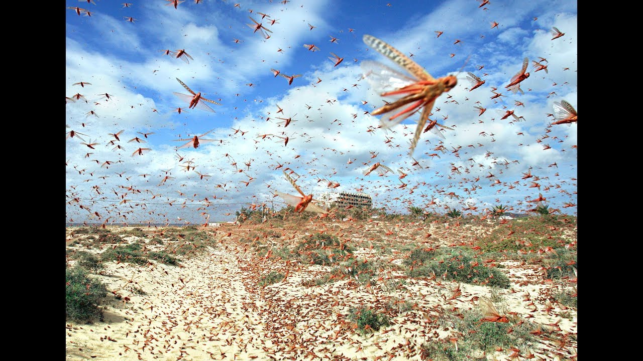 Locusts Swarm - Major World Events - Past 5 Days (July 21 - 25) 2017 ...