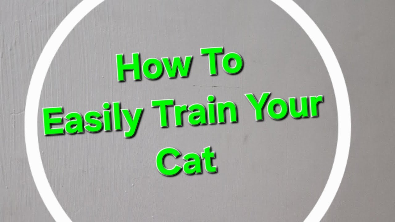 3 Different Ways Of Taming/Training Your Cat To Do Things - YouTube