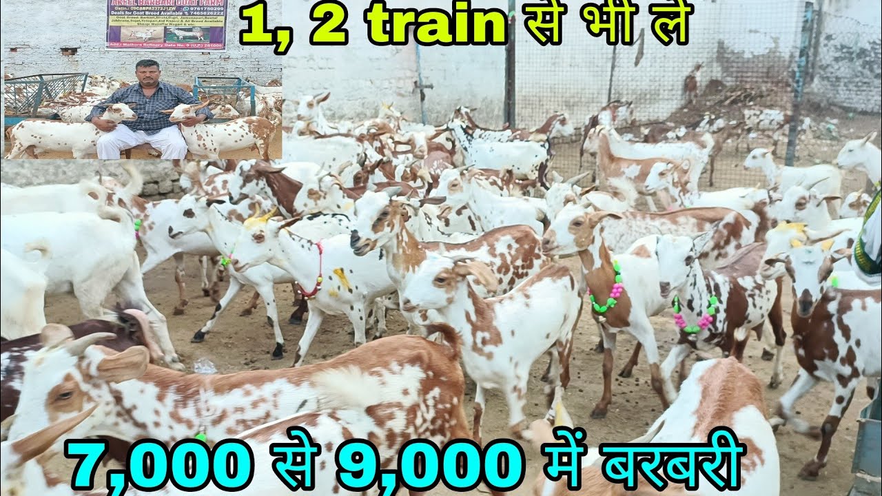 Barbari Goats and Buck At NH 19 Refinery Gate No 9 Mathura Uttar ...