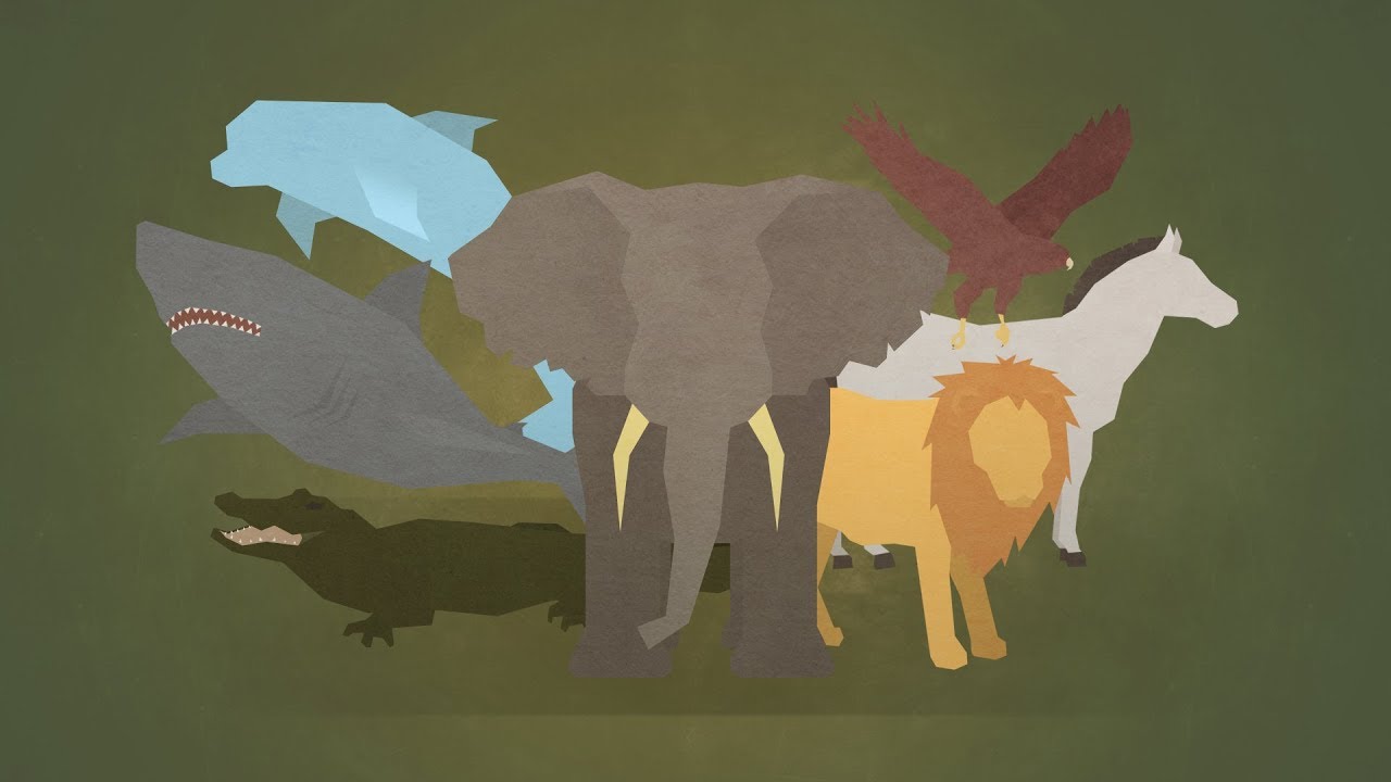 Top 10 Facts Animals YouTube top-10-facts-animals-youtube