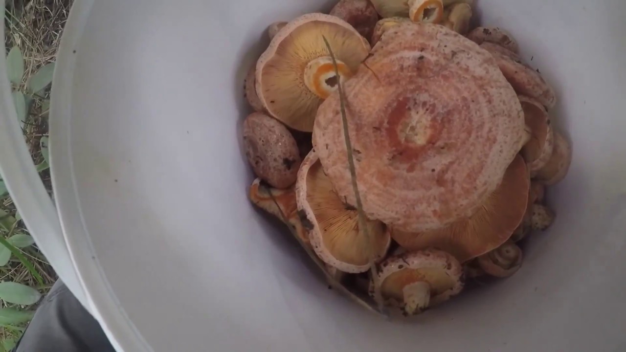 İSTANBUL'DA KANLICA/ÇINTAR/MELKİ MANTARI BOĞDUK:) 2018 EYLÜL - YouTube