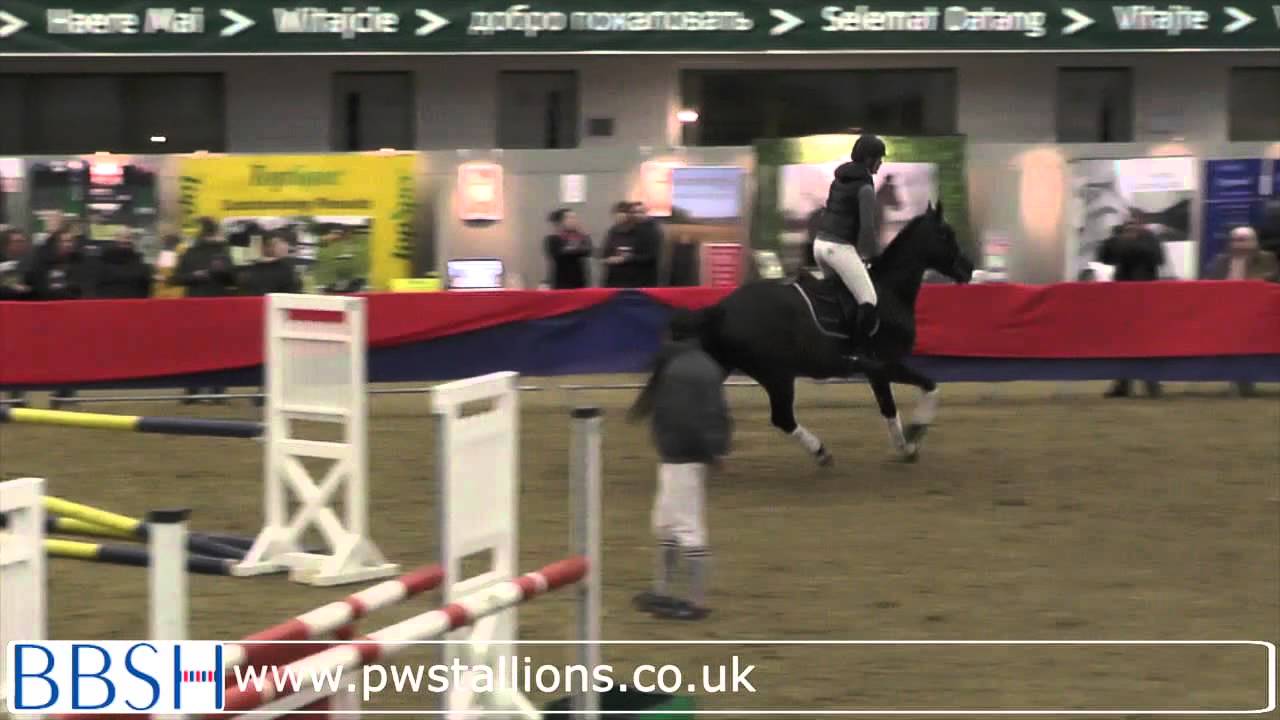 The British Stallion Event 2015 - Eventing Stallions - YouTube