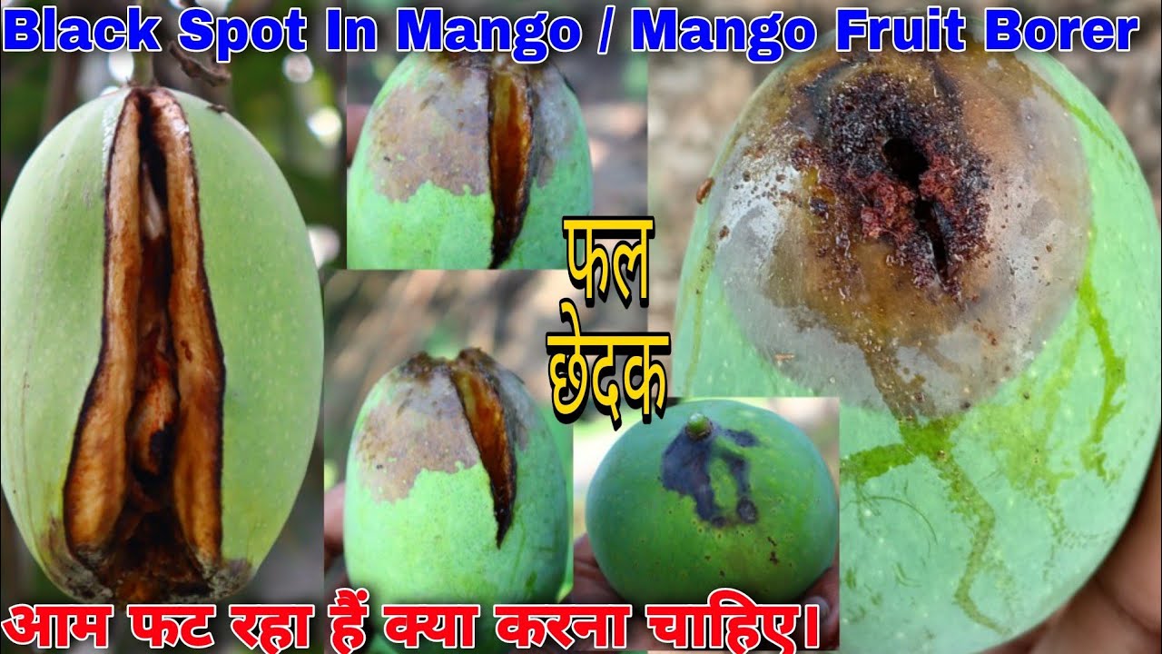 Mango Fruit Borer || Sundi in Mango || Black spot in Mango || फल छेदक ...