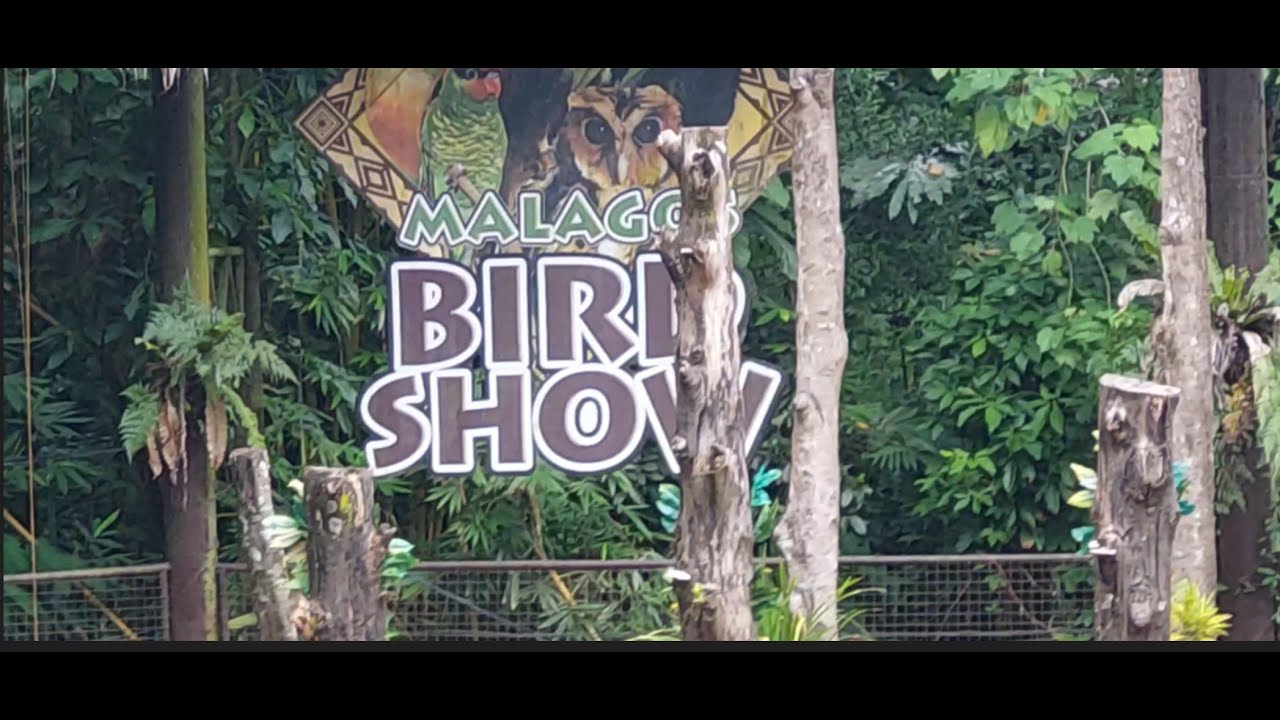 LOOK: AMAZING BIRDS PERFORMING ON THEATER| THE INCREDIBLE BIRD SHOW IN ...