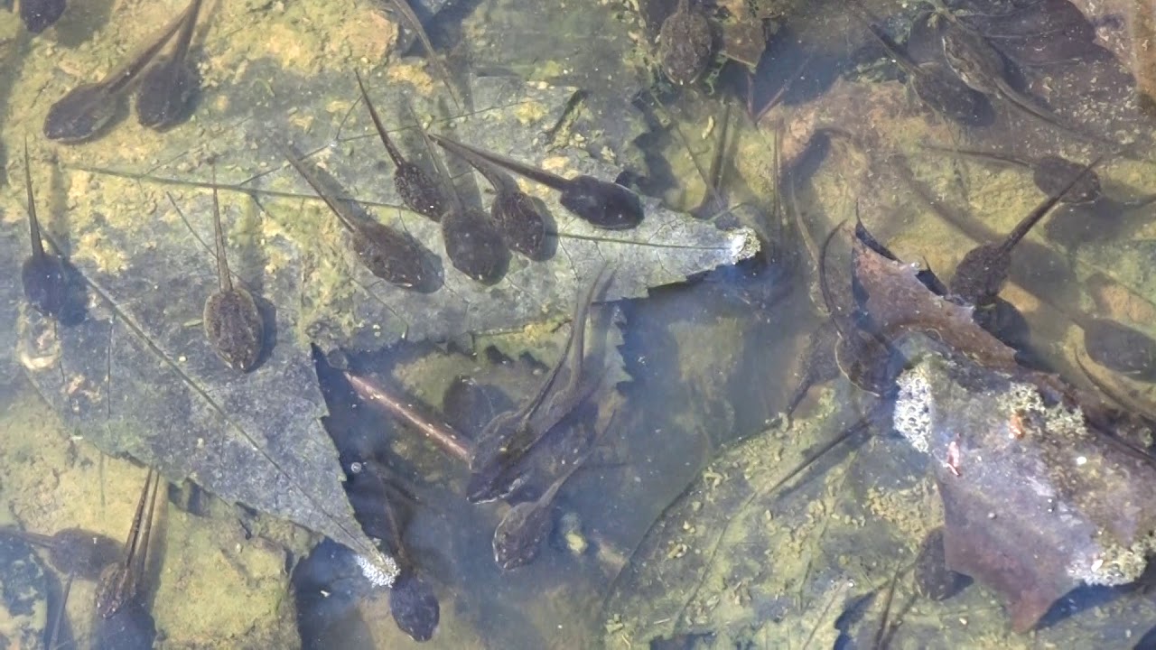 Tadpoles in a large puddle @ Clear Creek Metropark 4/22/19 - YouTube