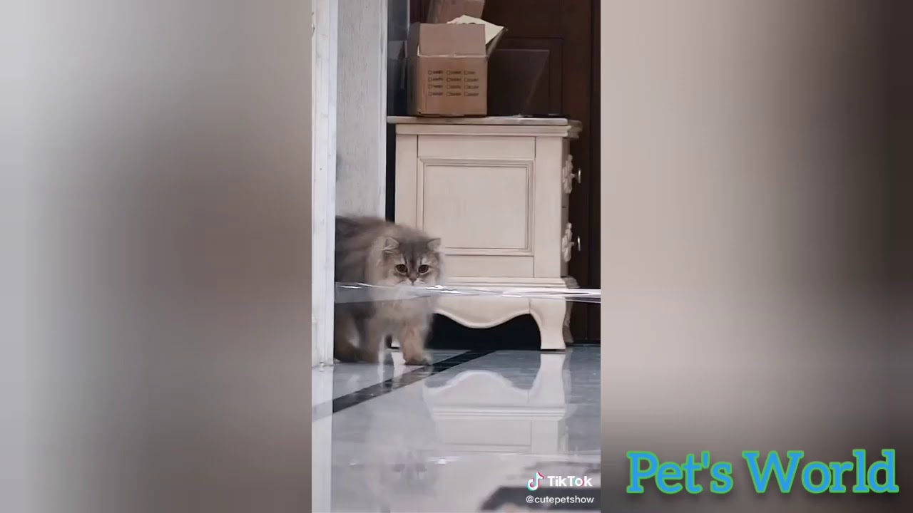 Cat's funny and cute/Compilation from TikTok- Gatos divertido y lindos ...