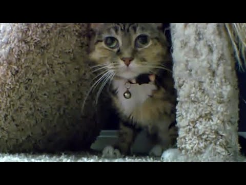 Get me away from the terrible cat dad humor 🙄 - YouTube