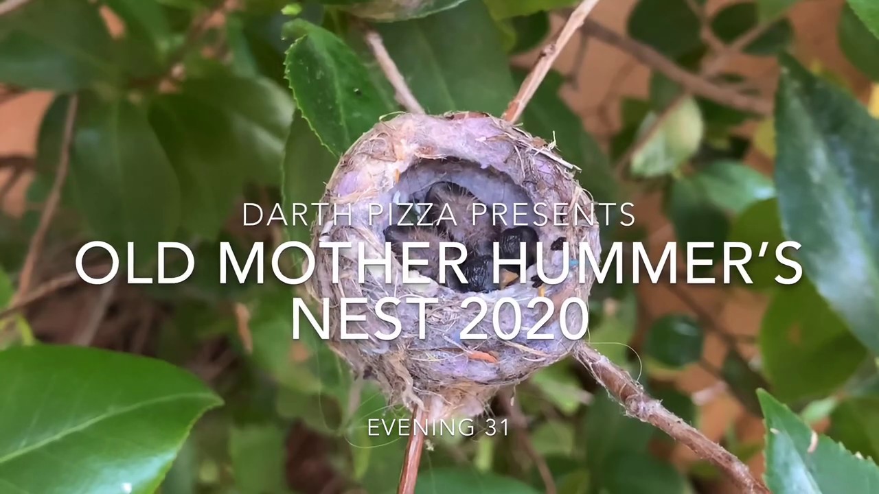 EVENING 31: Old Mother Hummer’s Nest 2020 - YouTube