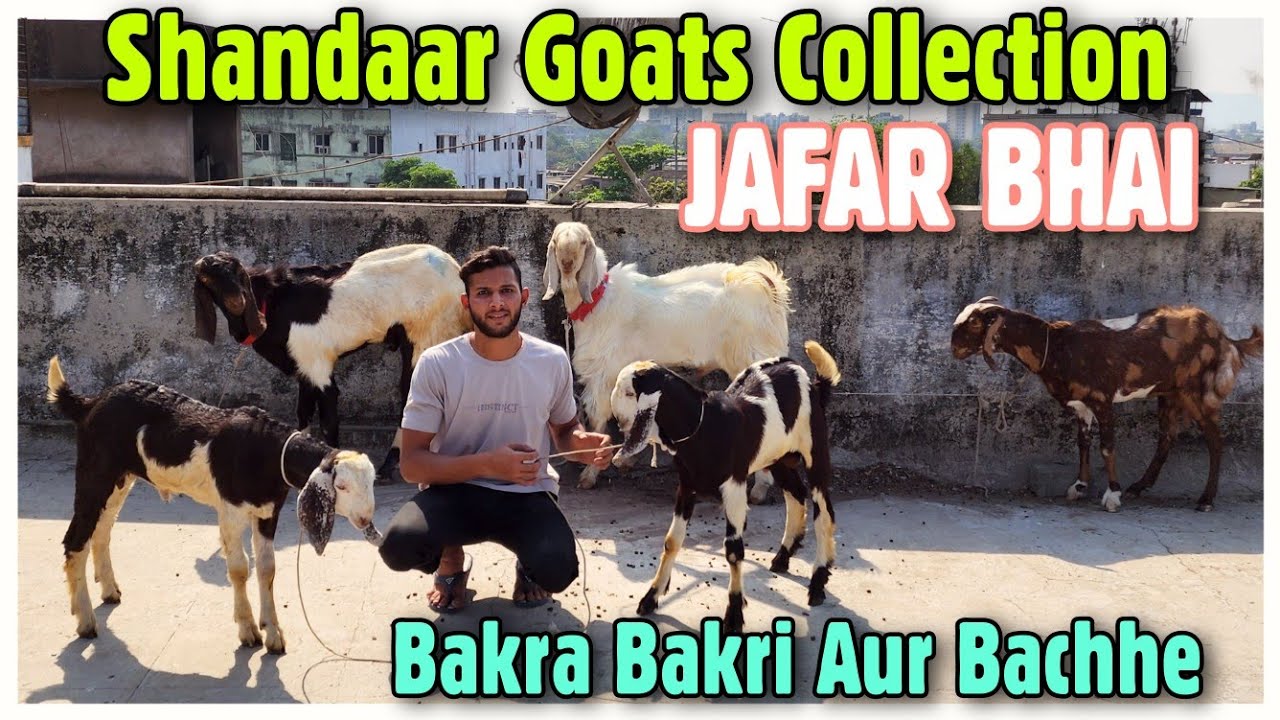 Shandaar Quality Goat Collection JAFAR BHAI | Bakra Bakri Aur Bachhe In ...