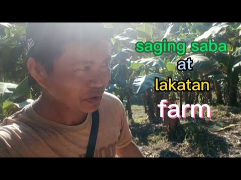 BANANA FARMER, saging saba at lakatan farm - YouTube