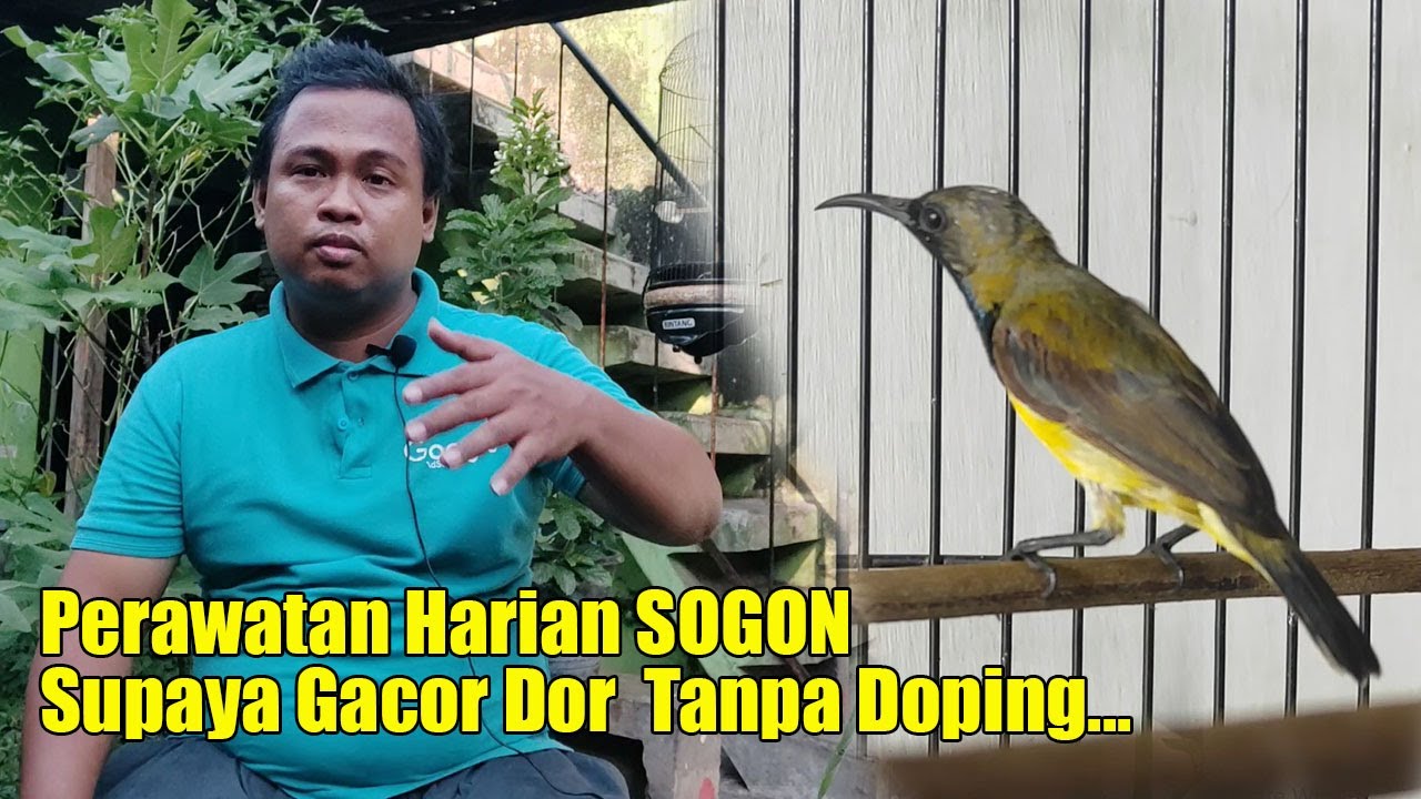 PERAWATAN BURUNG SOGOK ONTONG AGAR CEPAT GACOR || RAWATAN HARIAN SOGON ...