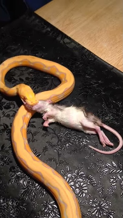 Nätpyton - Reticulatus Python - Name - Tiger the Noodle - Movie 2 - YouTube