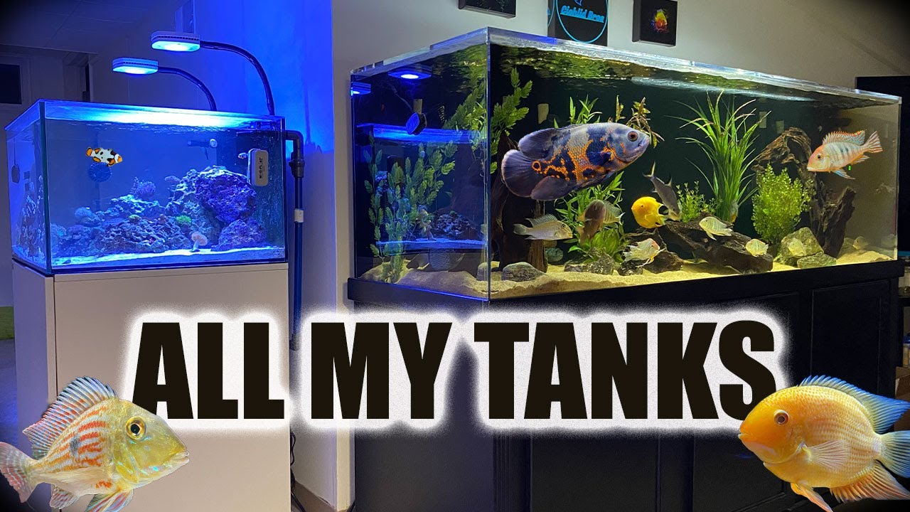 All of My Aquariums | Complete Basement Fish Room Tour - YouTube