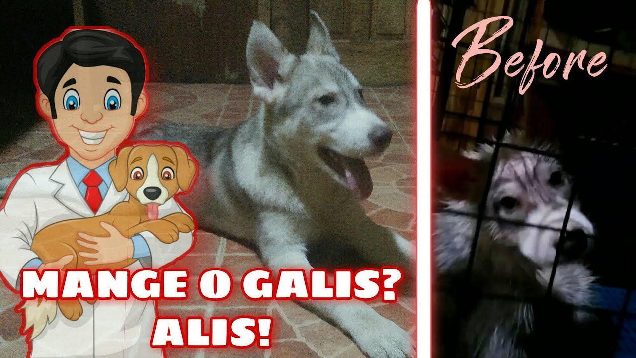 Dog Mange or Galis ng Aso Treatment (Part 1) - YouTube