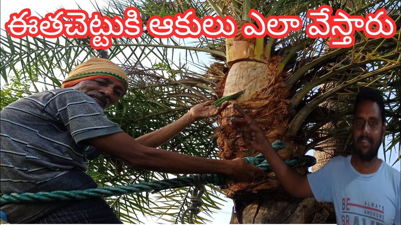 Eetha kallu kosam chettuki aakulu veyadam//Eetha chettu kallu palam ...