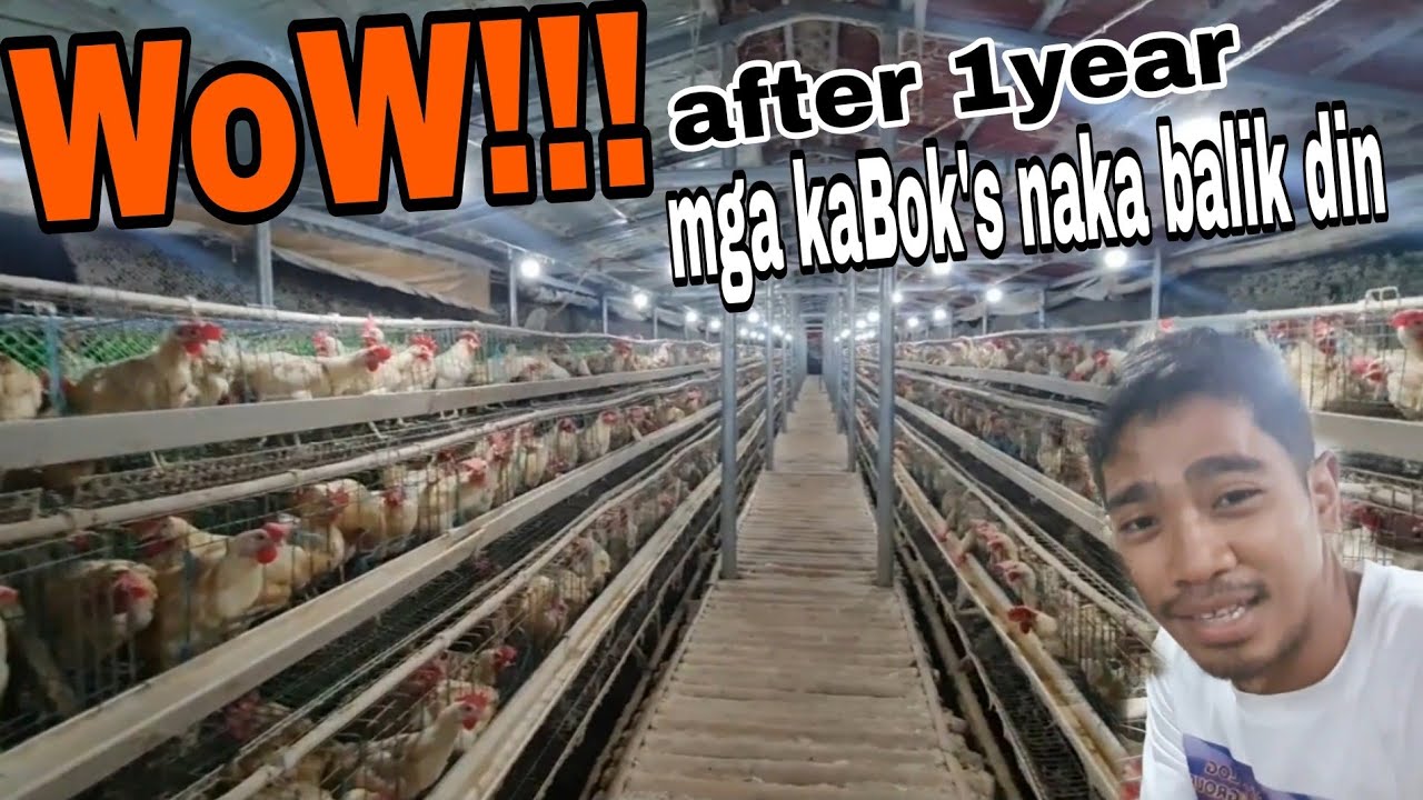 wellcome!!! ALVIN D BOK'S UNANG PAG BISITA SA MGA MANOK 4:00a.m ...