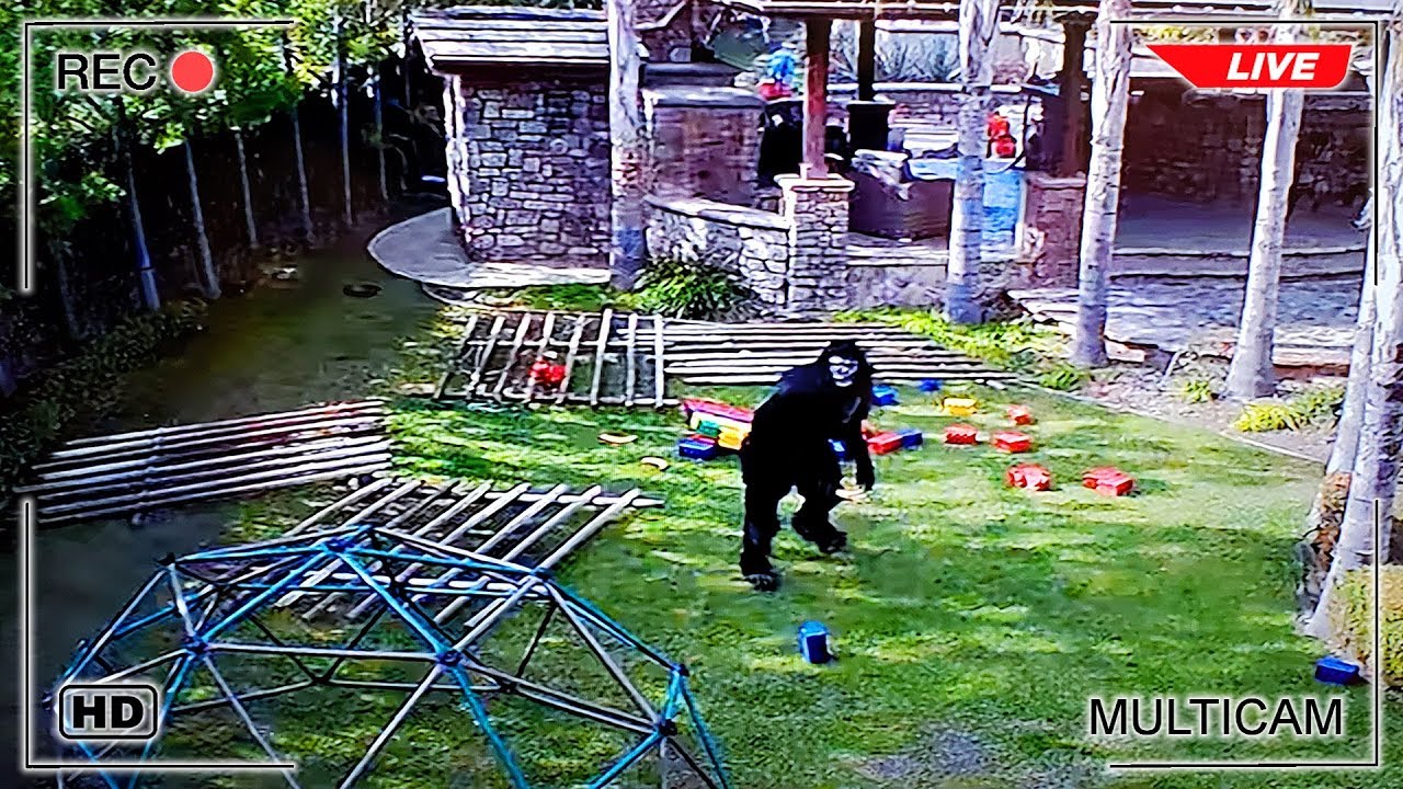 Escape the Cage! Backyard Monster Caught on Camera Breaking Out of Trap ...