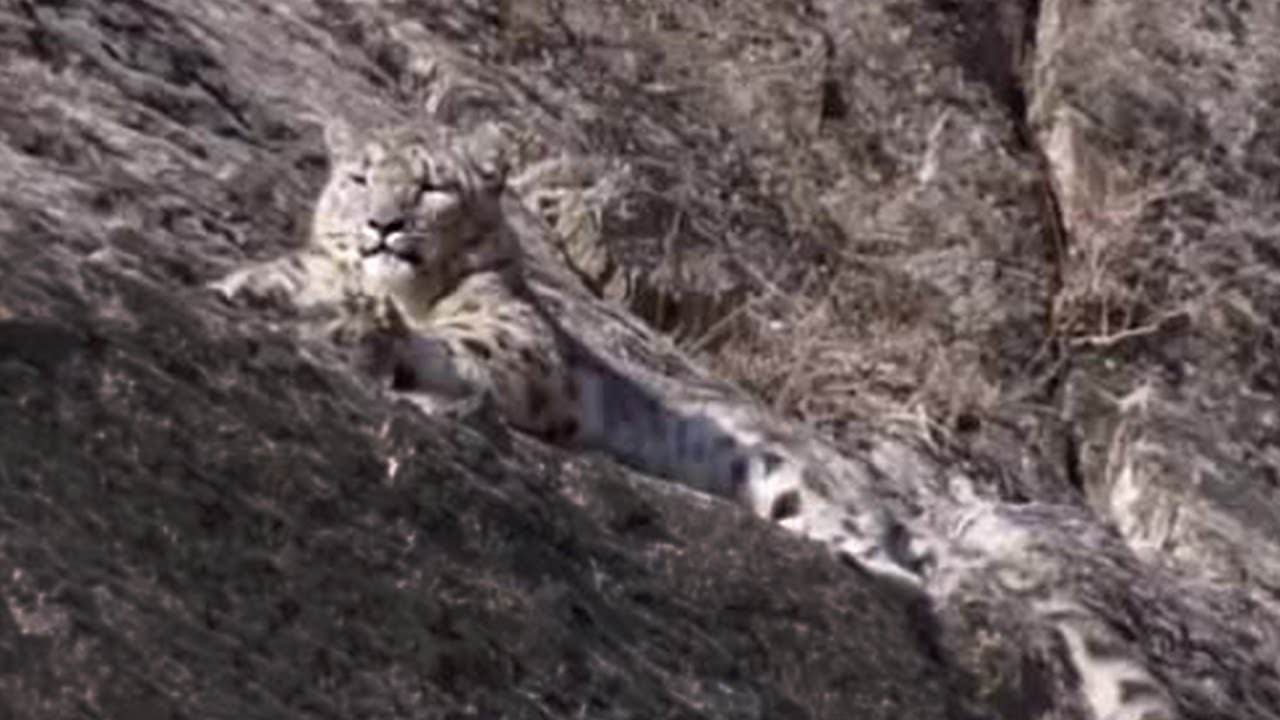 Rare Snow Leopard Sighting | Snow Leopard: Beyond the Myth | BBC Earth ...