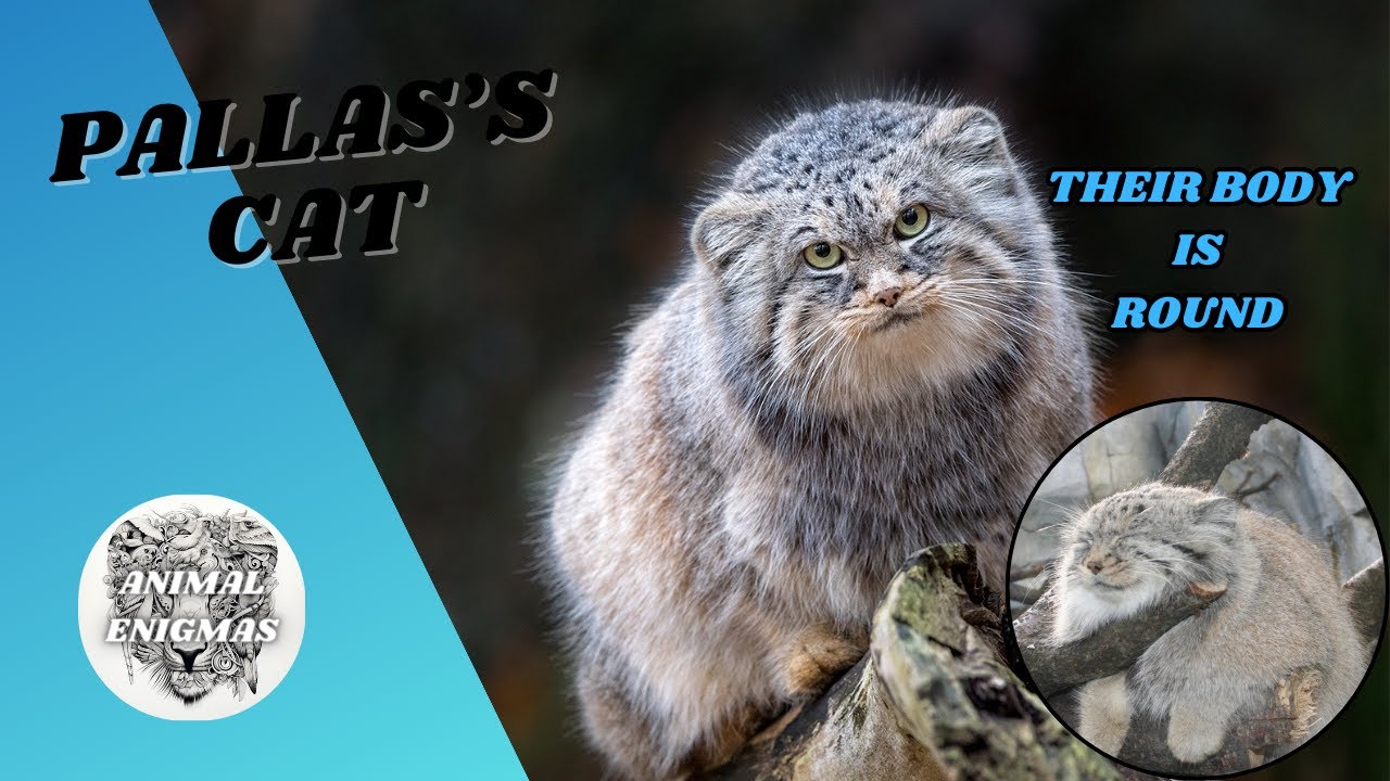Pallas's Cat | The Most Expressive Cat | AnimalEnigmas - YouTube
