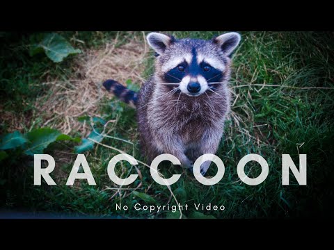 Raccoon | Animals | No Copyright video | free stock footage | Royalty Free | Shorts