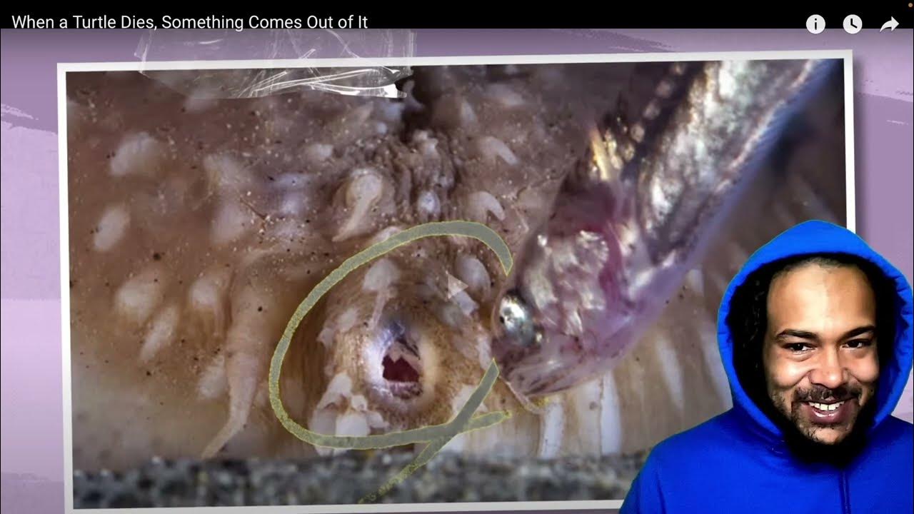 Nature Is WEIRD When A Turtle Dies Something Comes Out Of It YouTube nature-is-weird-when-a-turtle-dies-something-comes-out-of-it-youtube