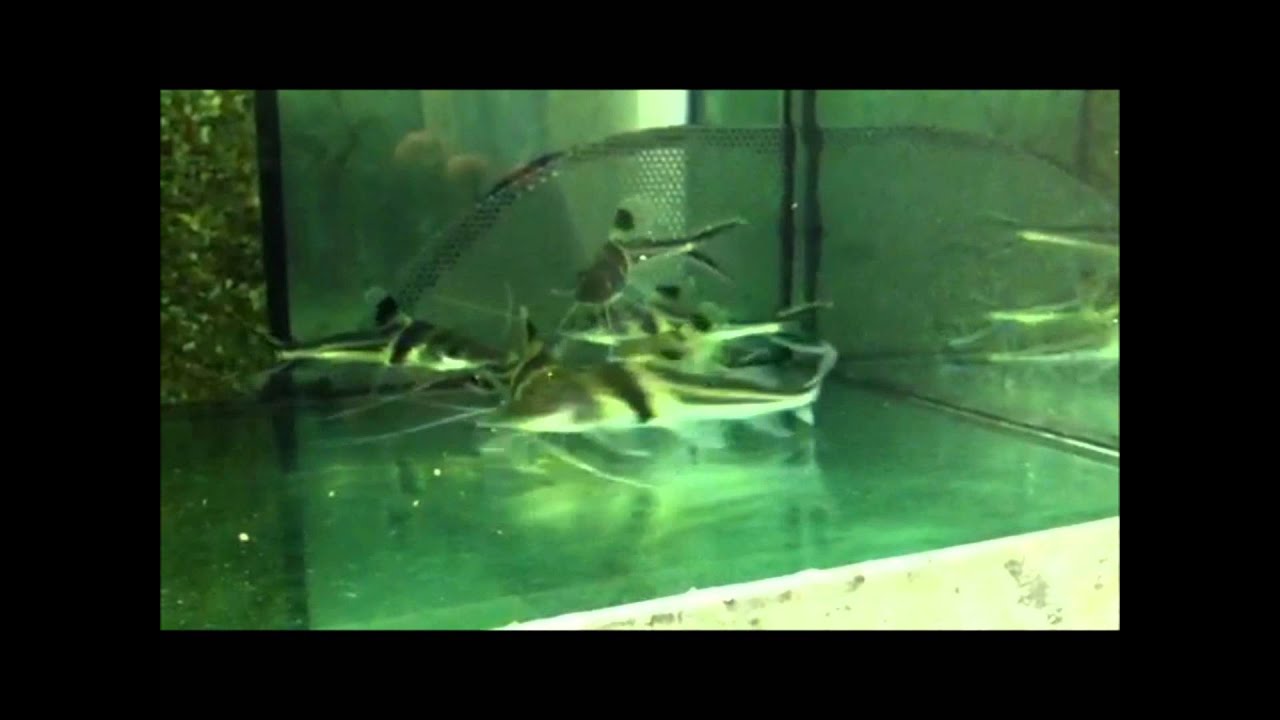 Ornate Pimelodus Catfish - YouTube