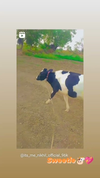 cow videos | cow funny video Tik tok | cow fun with man #viral #youtubeviral #cow #cowvideo # ...