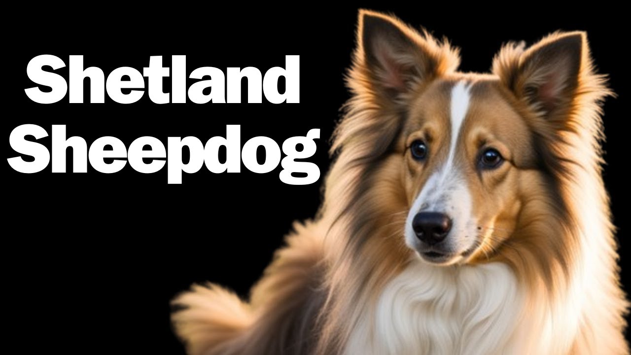 Shetland Sheepdog: Meet the Shetland Sheepdog - YouTube