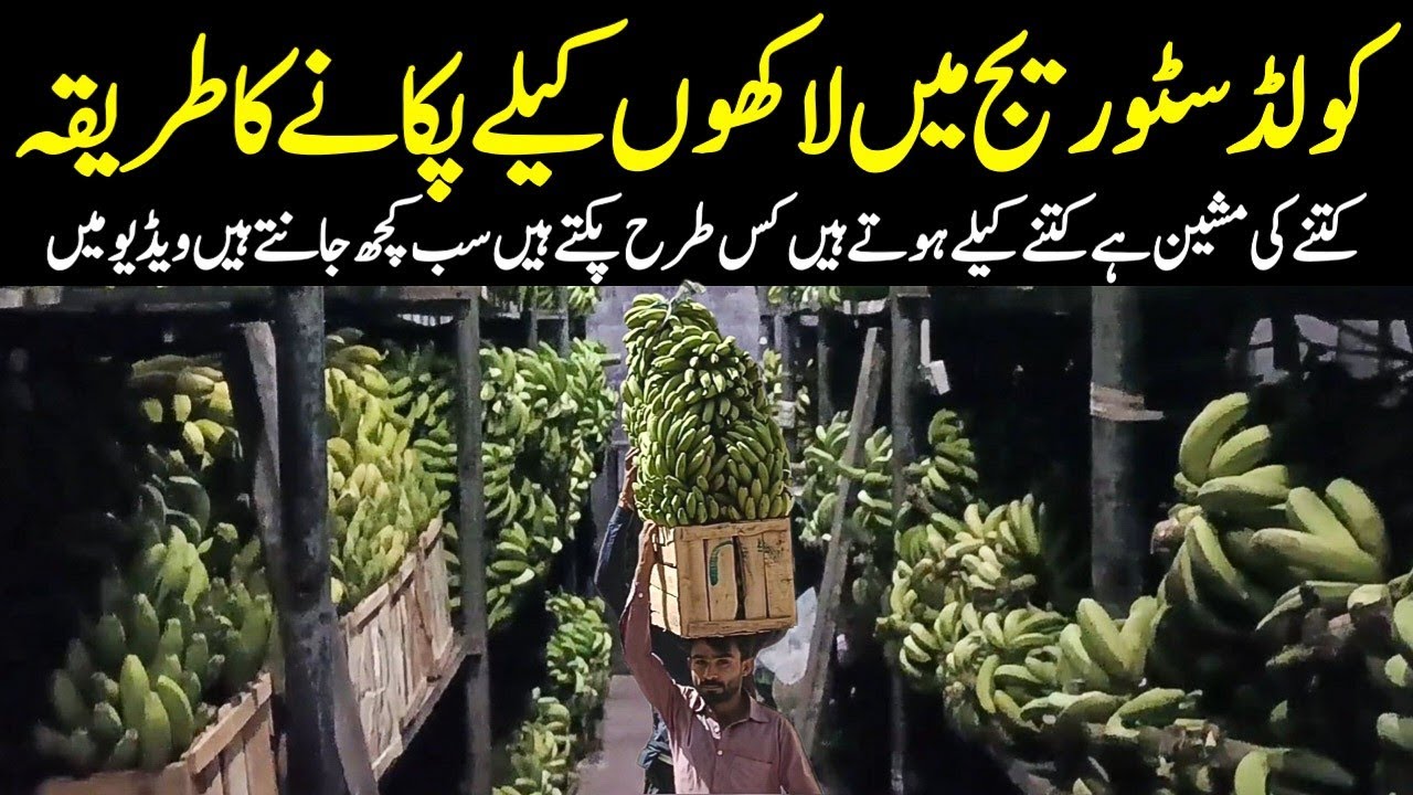 Banana Cold Storage in Karachi Complete Banana Ripening Processکیلا ...