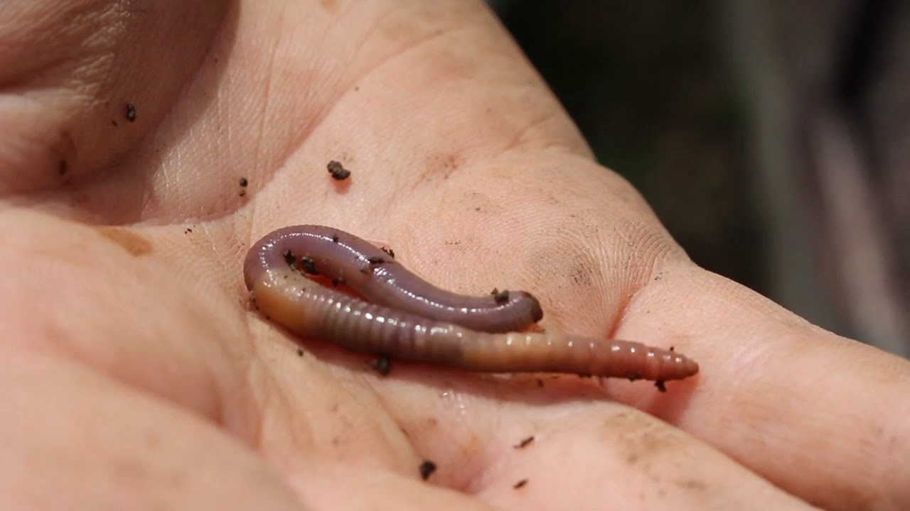 How to catch worms in your yard "Season 2 Episode 5" - YouTube