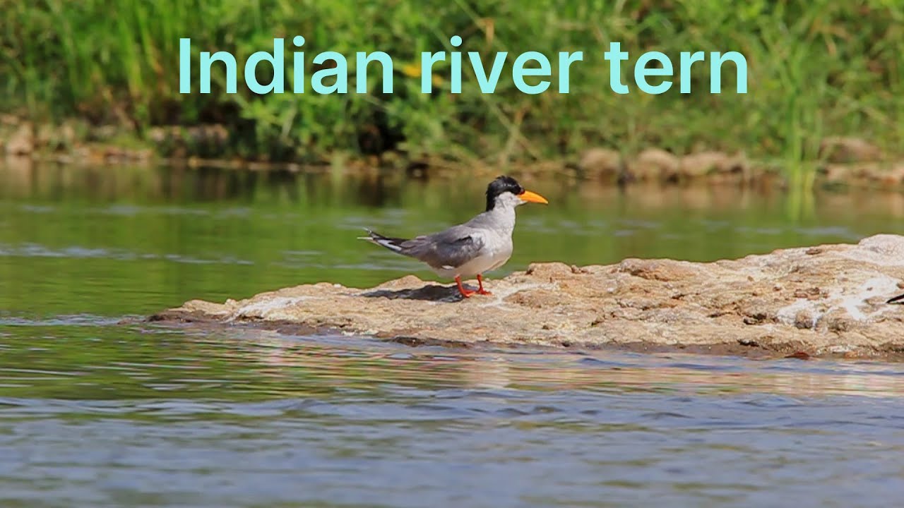 Indian river tern (Sterna aurantia). - YouTube