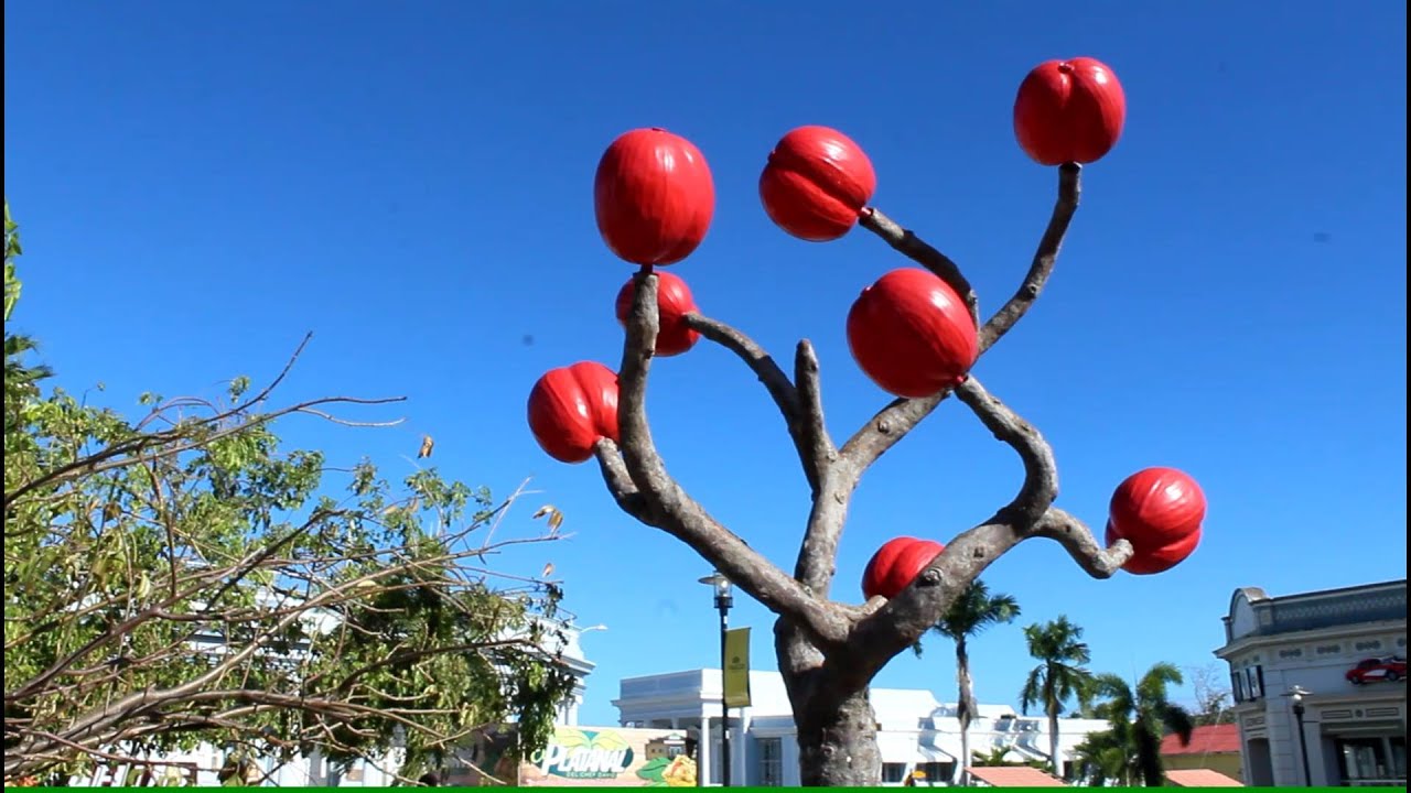 Parte Dos : Festival Del Cafe ,Yauco, P.R. Viajando con Mr.Marrero ...